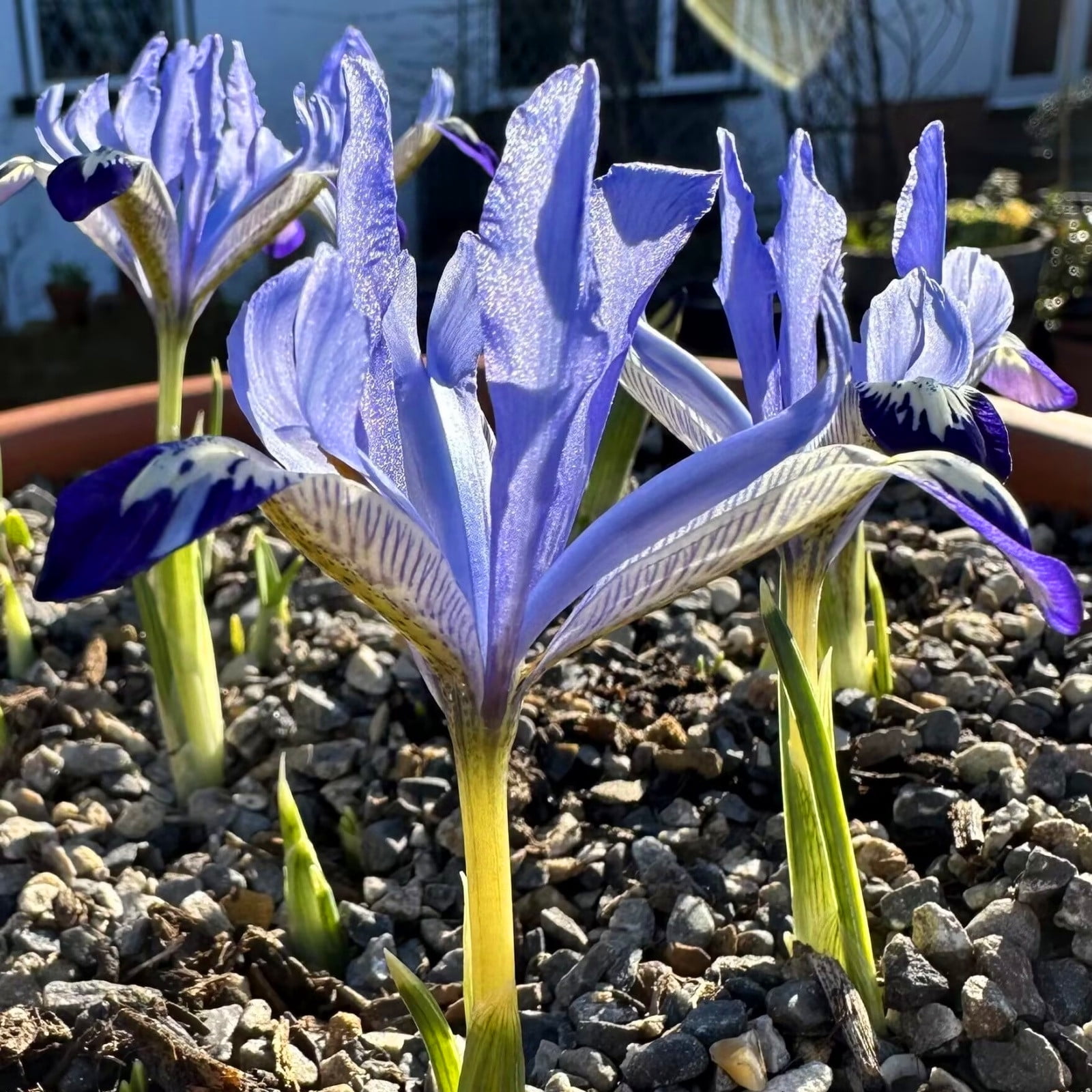 Hardy iris bulbs - a must-have for adding color to your spring garden ...