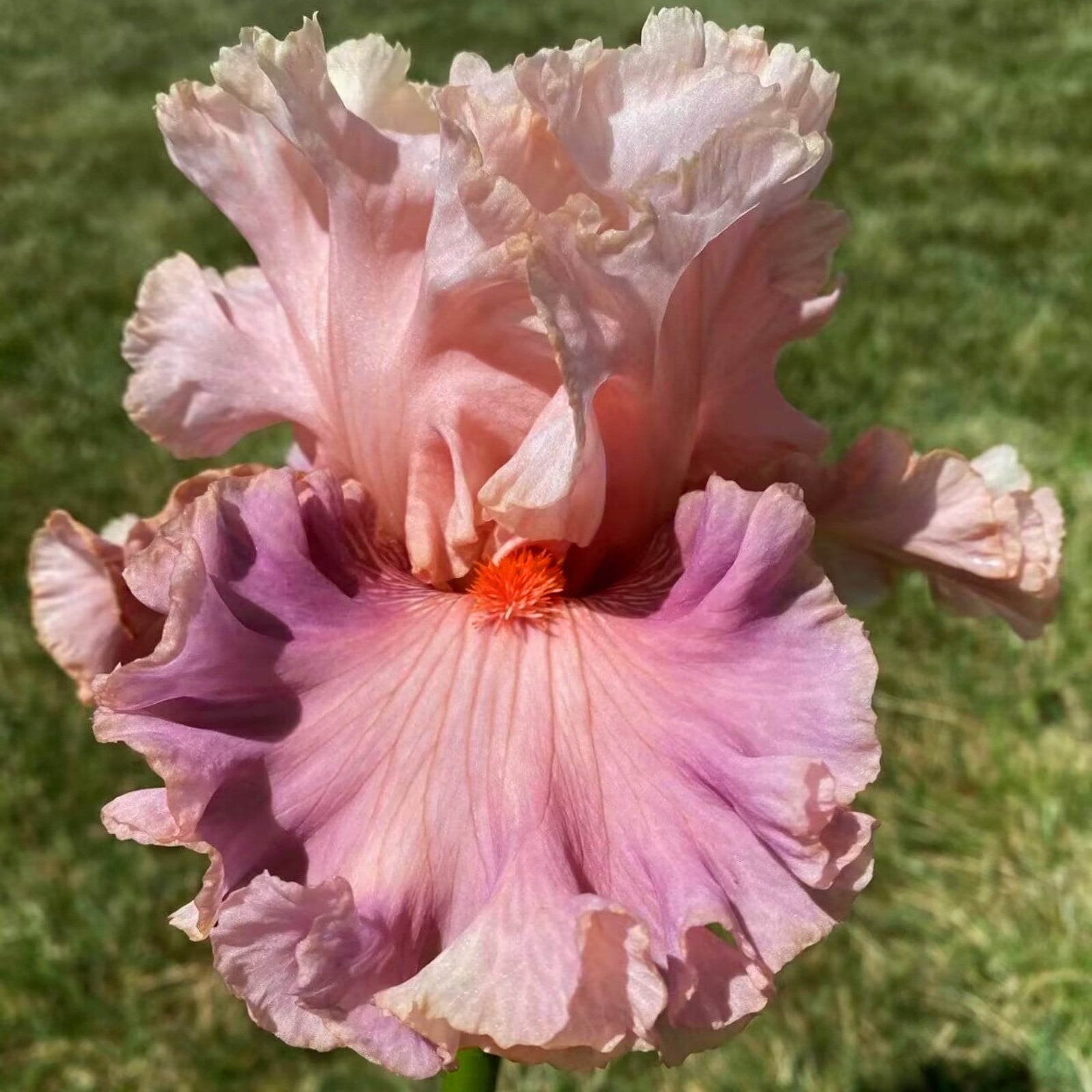 Hardy iris bulbs - a must-have for adding color to your spring garden ...