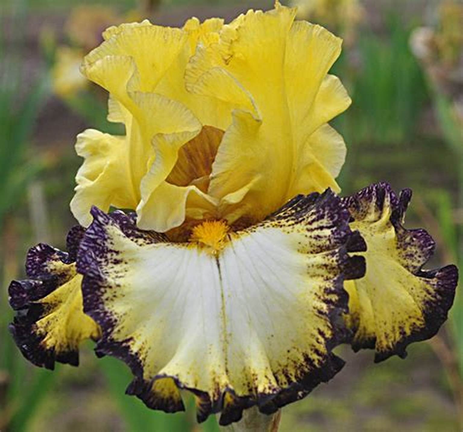 Hardy iris bulbs, perennial iris plants are the first choice for ...