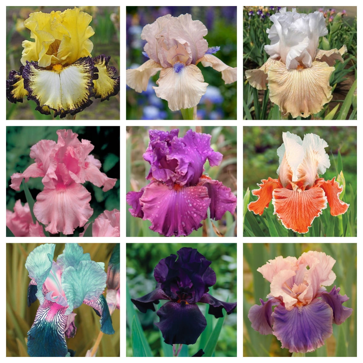 Hardy iris bulbs, perennial iris plants are the first choice for ornamental flowers in gardens ...