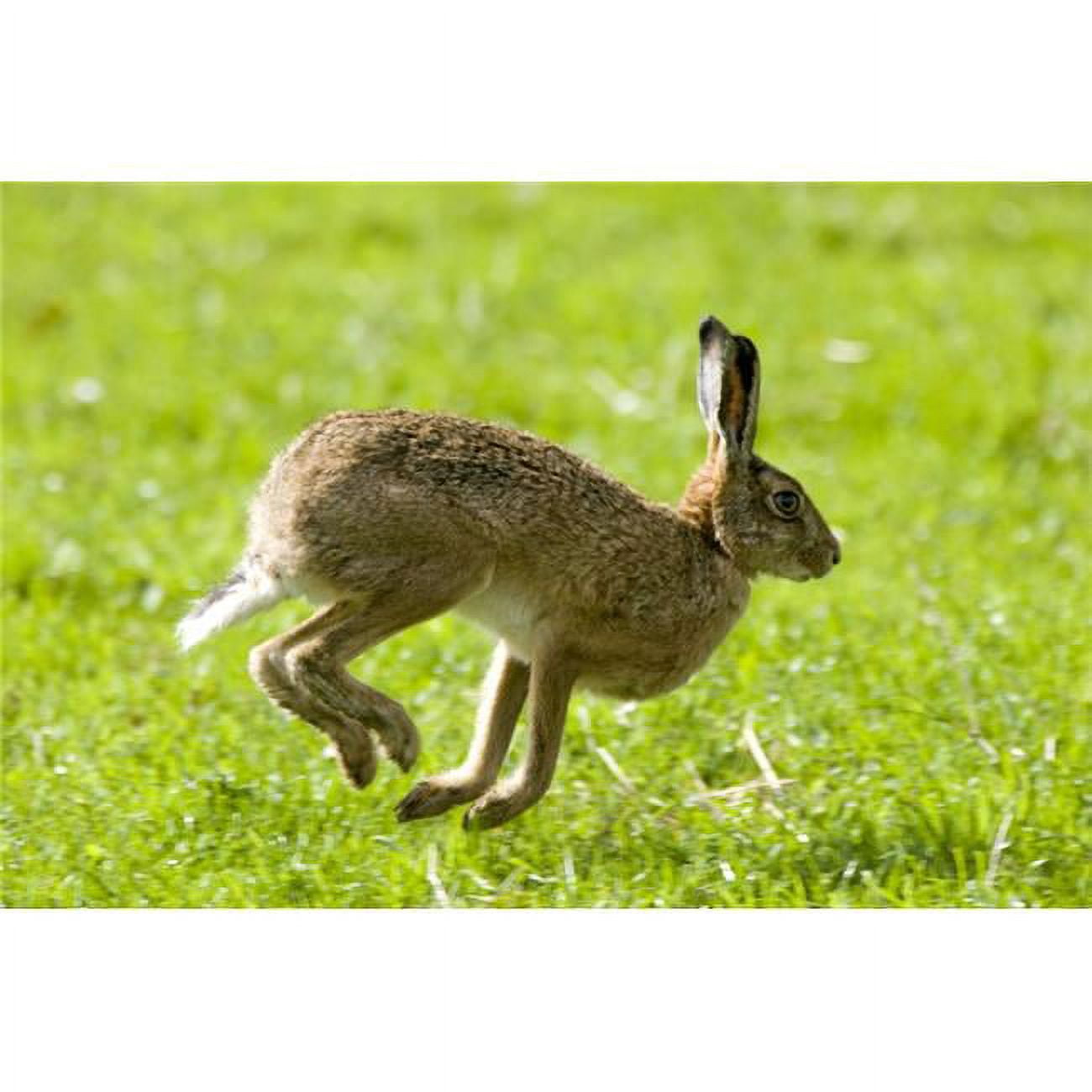 Hare Hopping in The Grass Poster Print, 19 x 12 - Walmart.com