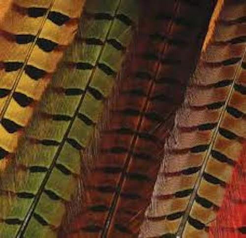 Hareline Ringneck Pheasant Tail Feathers Brown - Fly Tying - Walmart.com