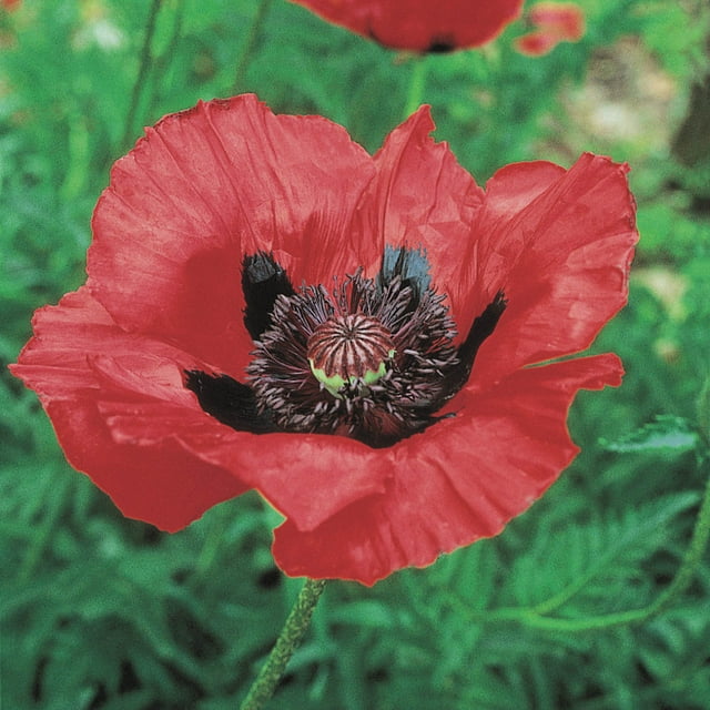 Harlem Pink Flowering Oriental Poppy Dormant Bare Root Perennial Roots ...