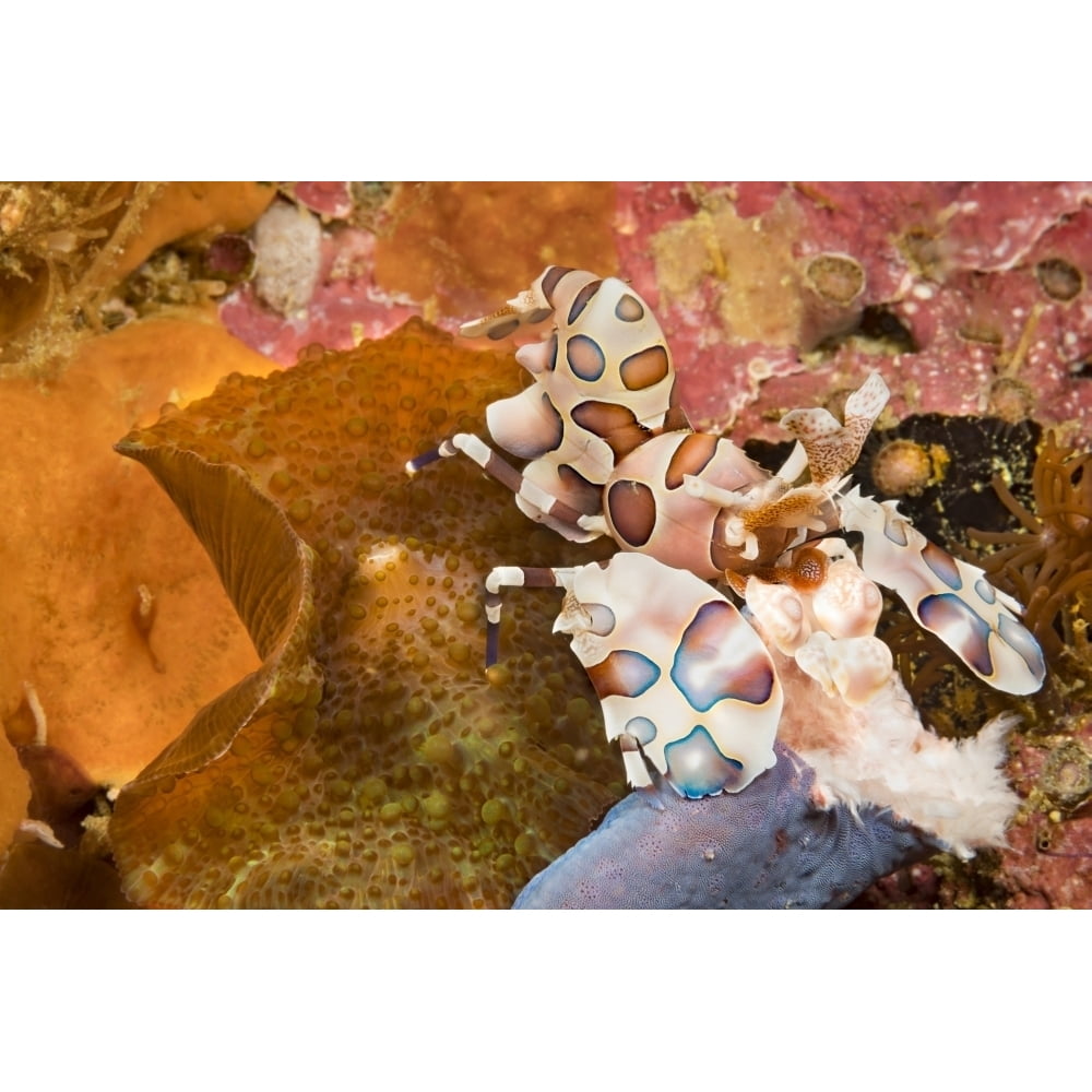 A Harlequin Shrimp (Hymenocera elegans) holding part of a blue seastar ...