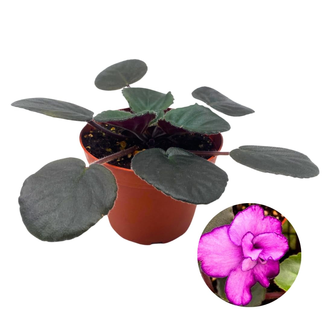 Harmony Foliage African Violet Buckeye Kindred Spirit 4 inch Pink ...