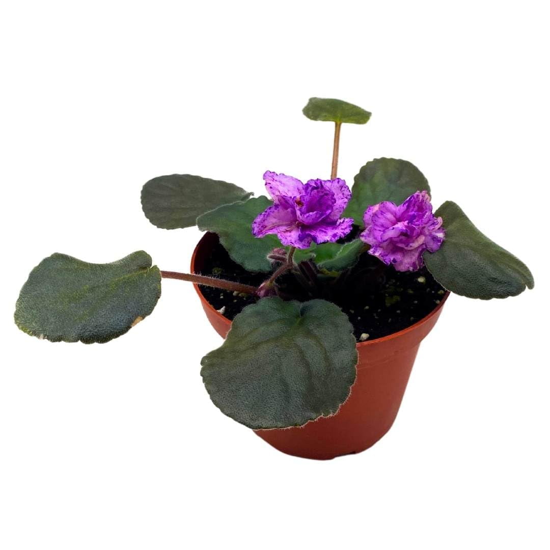 Harmony Foliage African Violet Buckeye Kindred Spirit in a 4 inch Pot ...