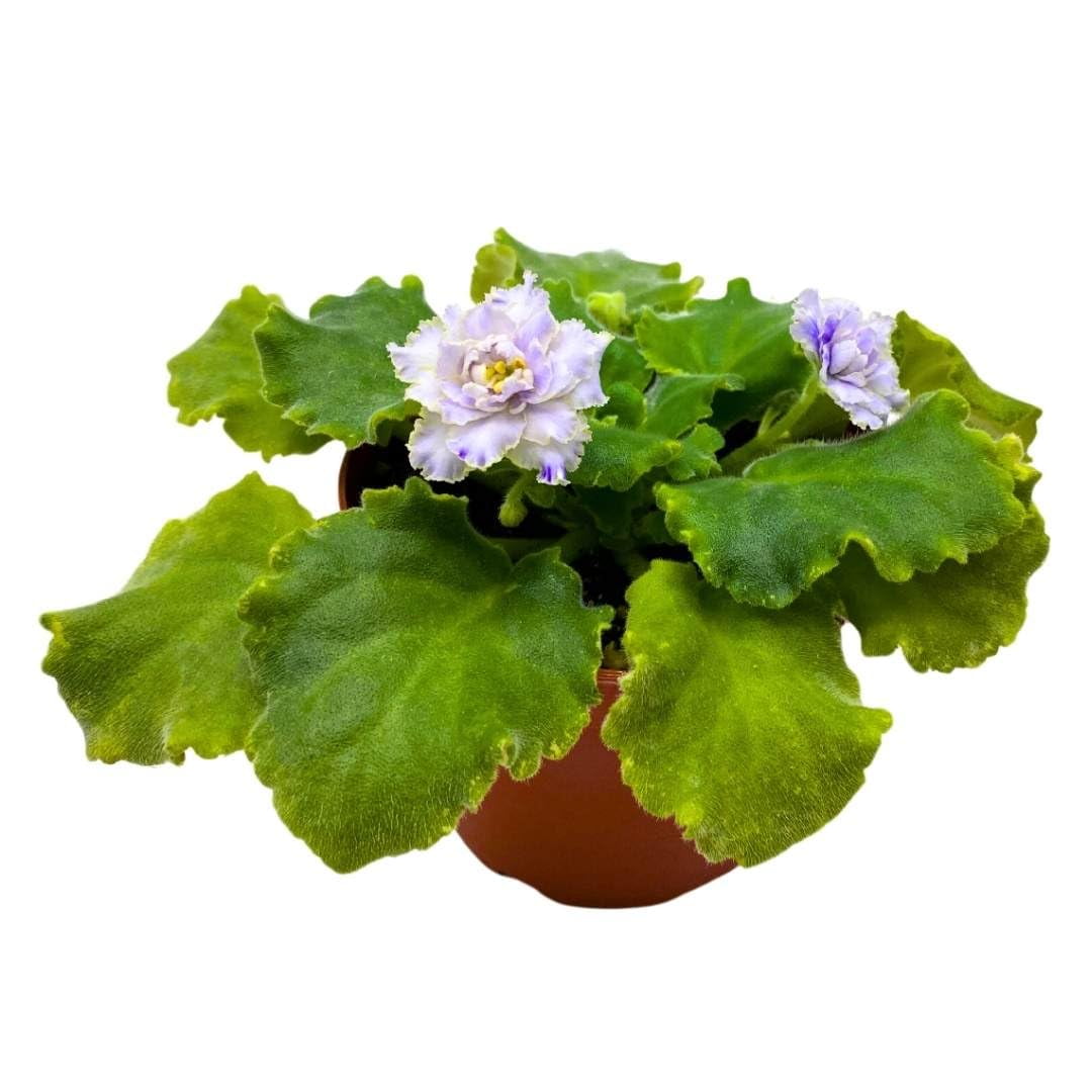Harmony Foliage African Violet Dancing Fool 4 inch Gesneriad - Walmart.com