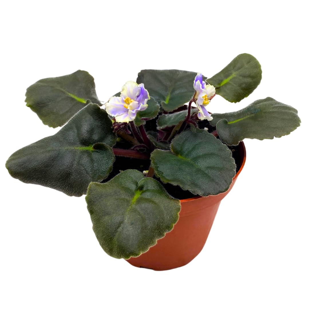 Harmony Foliage African Violet Harmony's Cotton Candy 4 inch White ...