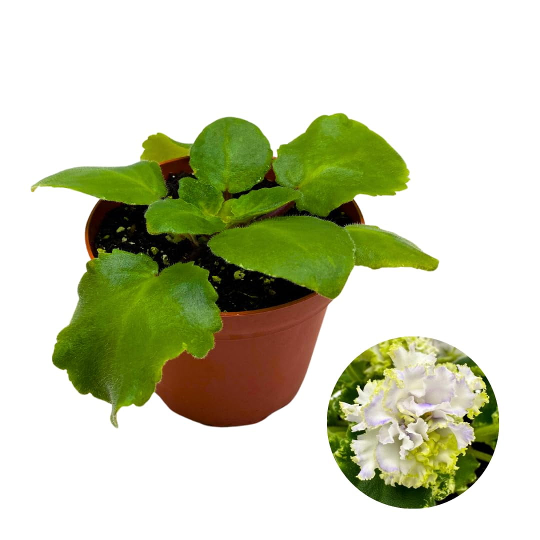 Harmony Foliage African Violet Harmony's Dancing Fool 4 inch White ...