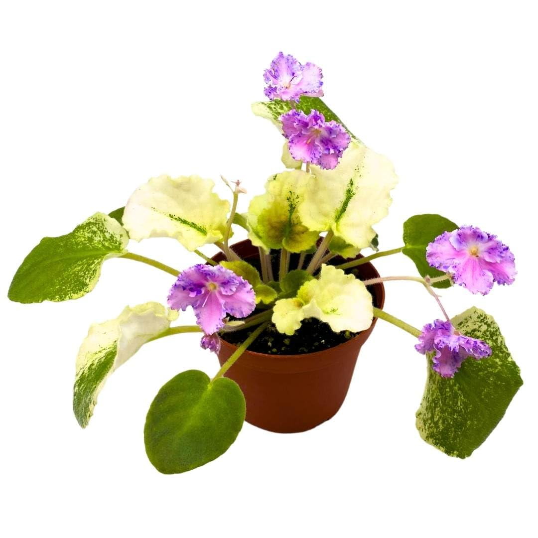 Harmony Foliage African Violet Harmony's Love Bug 4 inch Gesneriad - Walmart.com