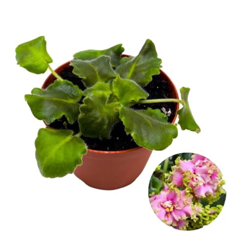 Harmony Foliage African Violet Harmony's Miss Piggy 4 inch Pink Ruffle ...