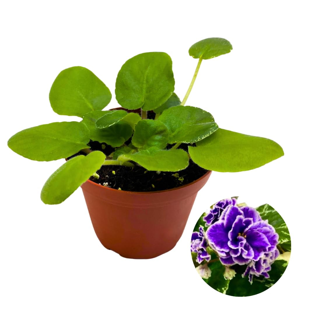Harmony Foliage African Violet Hunter's Credence 4 inch Blue Ruffle ...