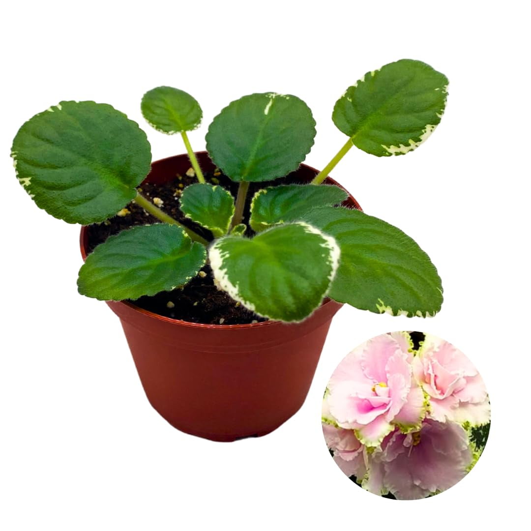 Harmony Foliage African Violet Hunter's Slippery When Wet 4 inch Pink ...