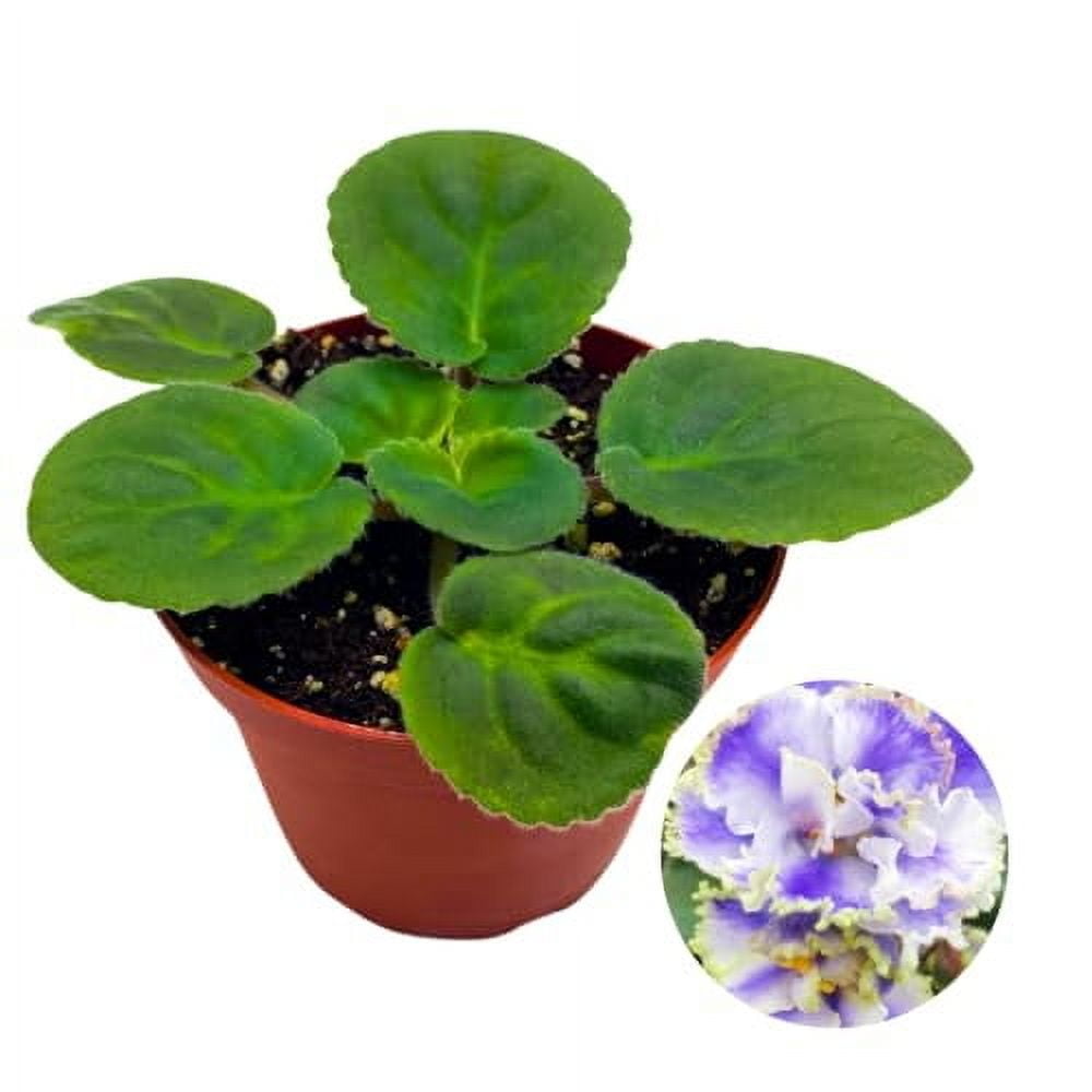 Harmony Foliage African Violet Kei Yoki 4 inch Purple White Ruffle ...
