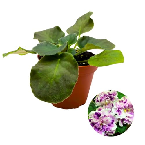 Harmony Foliage African Violet LE Aisedora 4 inch White Purple Ruffle ...