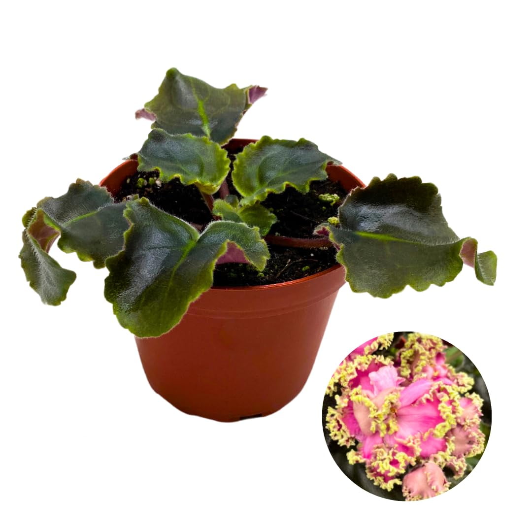 Harmony Foliage African Violet LE Hydrangea 4 inch Pink White Ruffle ...