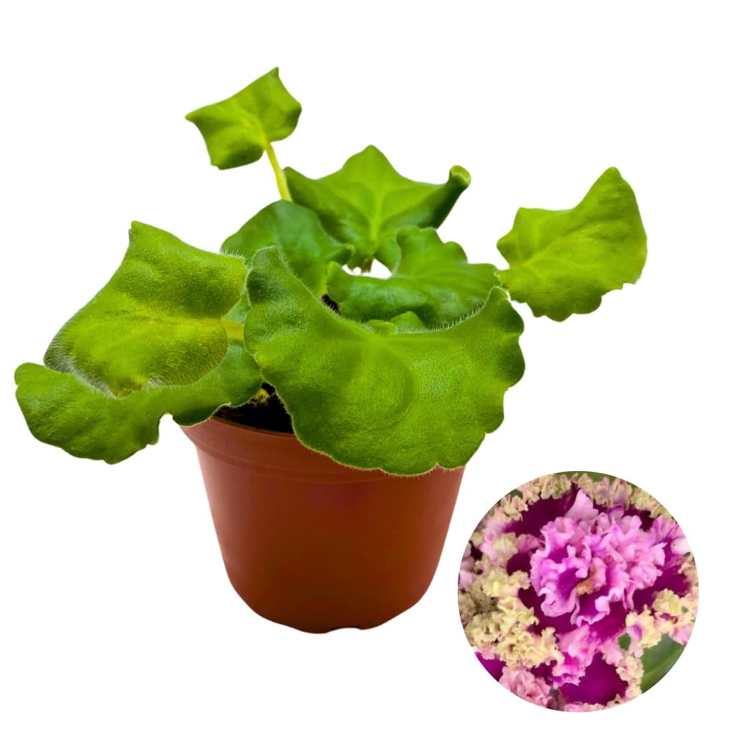 Harmony Foliage African Violet Lacey Lass 4 inch Purple Pink Super ...