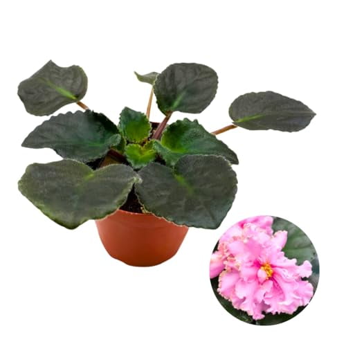 Harmony Foliage African Violet RM Vesna 4 inch Pink Flower - Walmart.com
