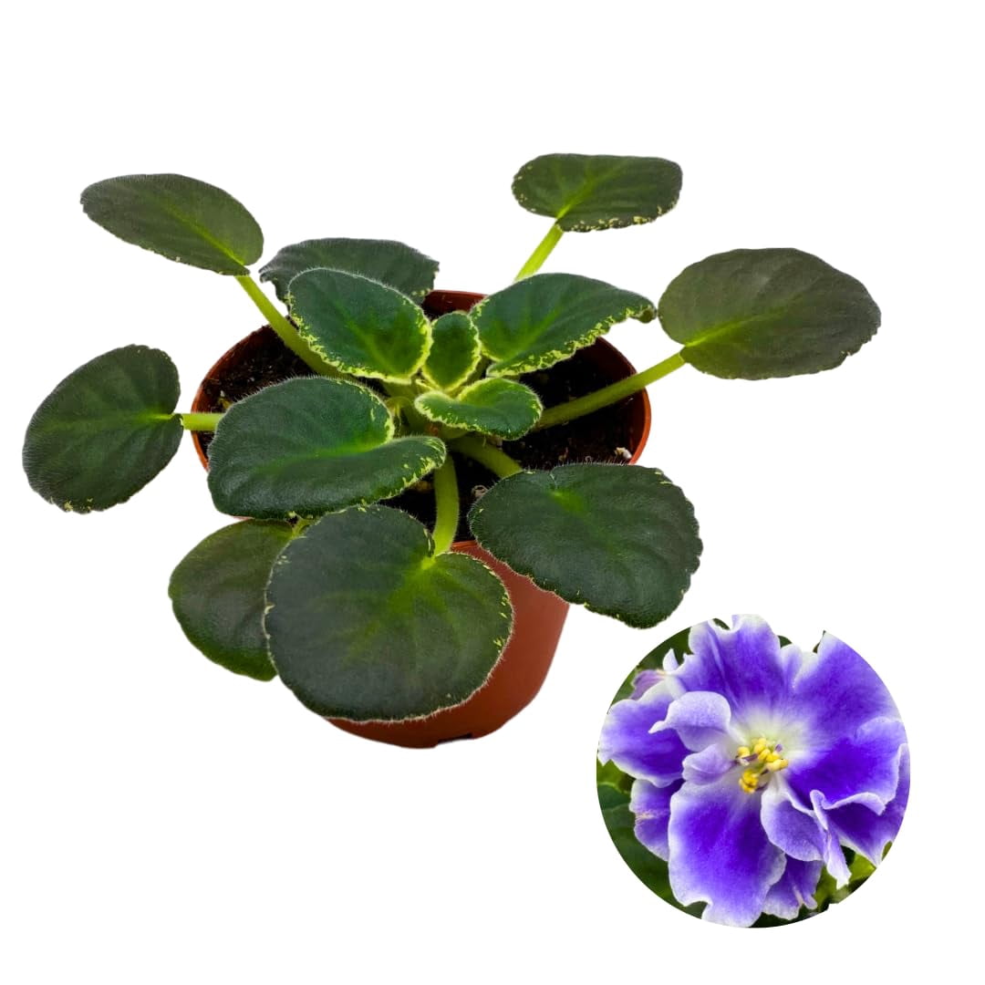 Harmony Foliage African Violet RS Ariel Variegated 4 inch White Blue ...
