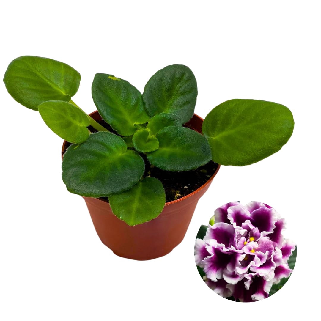 Harmony Foliage African Violet RS Duchess 4 inch Purple White Ruffle ...