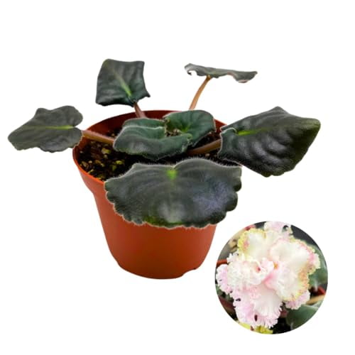 Harmony Foliage African Violet RS Forest Lace 4 inch White Flower ...