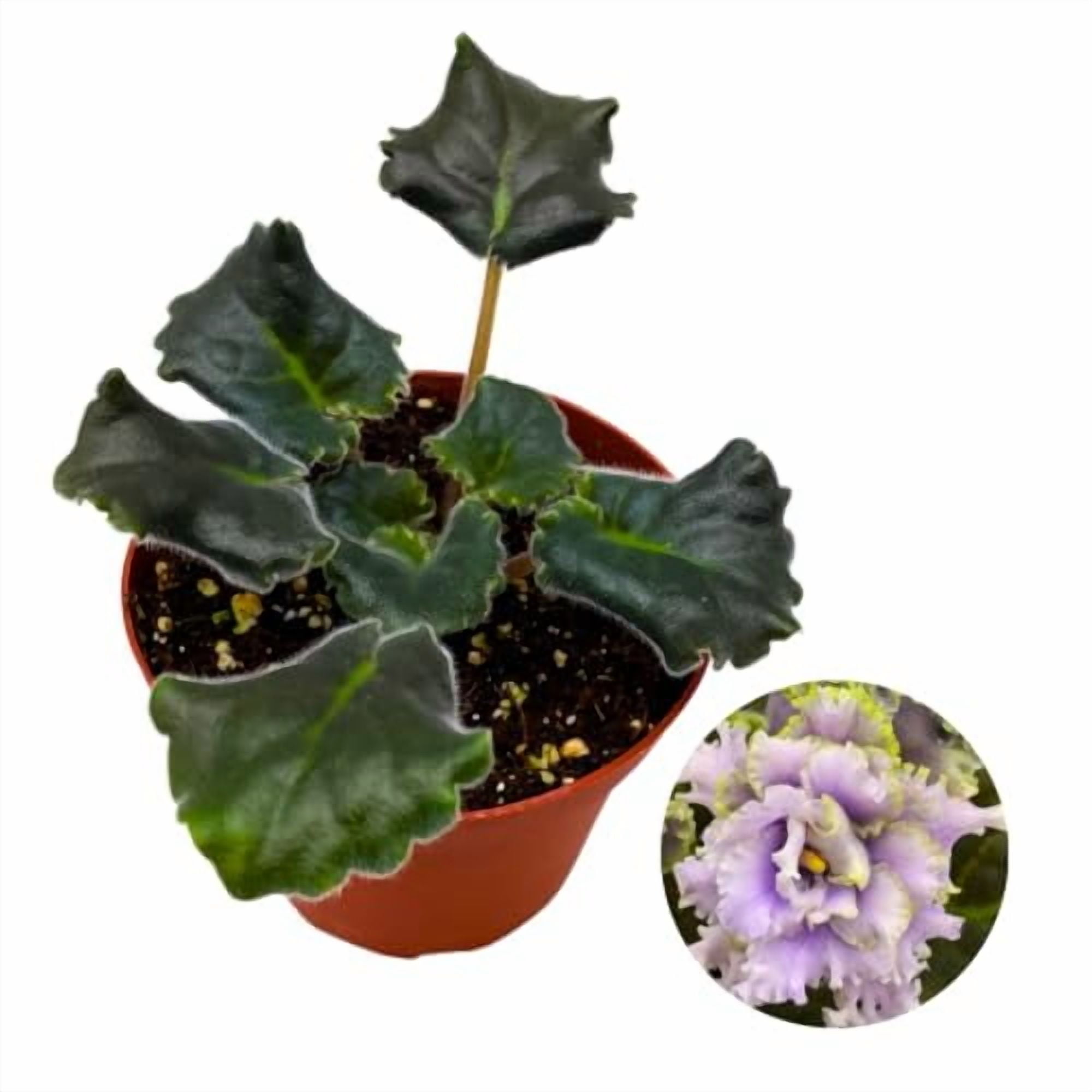 Harmony Foliage African Violet RS Zhabo 4 inch White Ruffle Flower ...