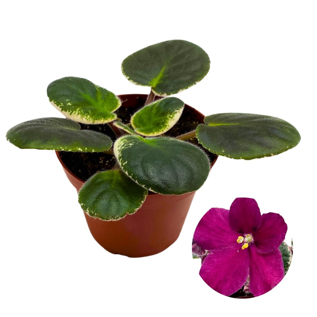 Harmony Foliage African Violet Raspberry Rain Variegated 4 inch Red ...