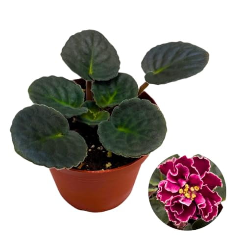 Harmony Foliage African Violet Secret Rendezvous 4 inch Purple Pink ...