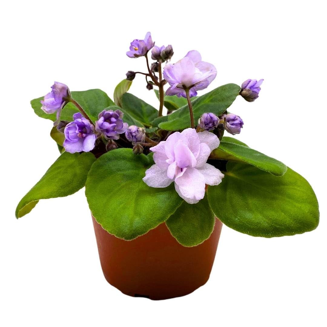 Harmony Foliage African Violet Smokey Moon 4 inch Gesneriad - Walmart.com