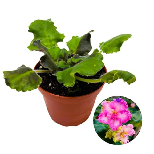 Harmony Foliage African Violet Sparkling Money 4 inch Pink White Flower ...