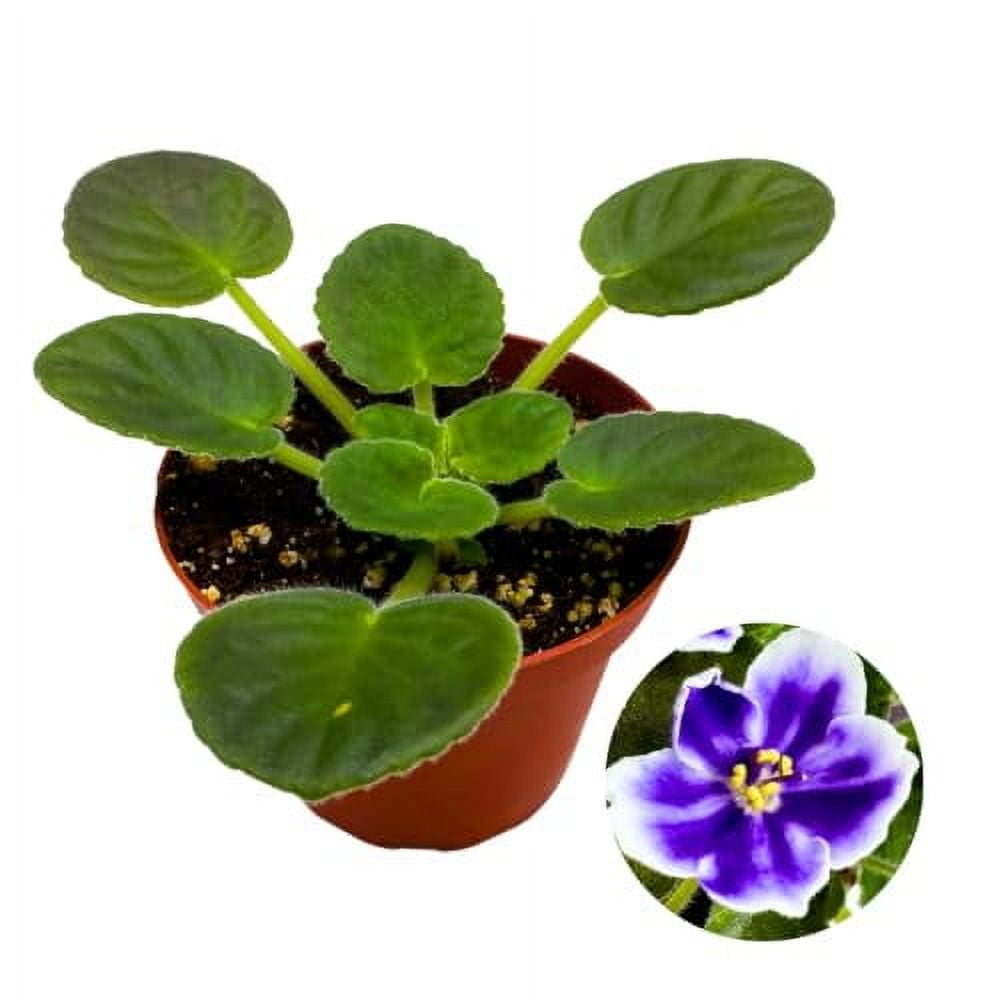 Harmony Foliage African Violet VaT Light in The Night 4 inch Blue ...