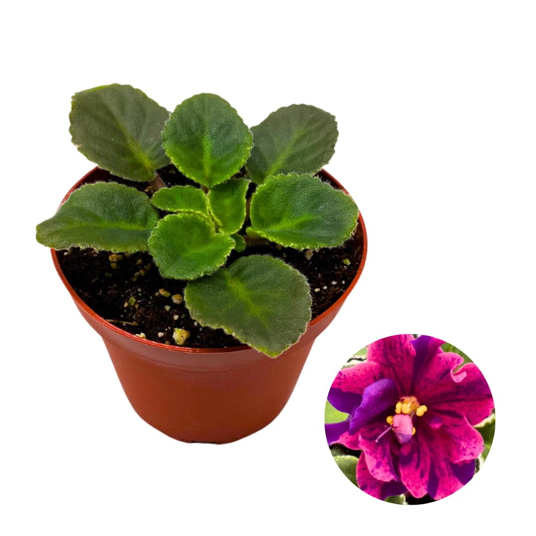 Harmony Foliage African Violet VaT Real Life 4 inch Purple Red Flower ...