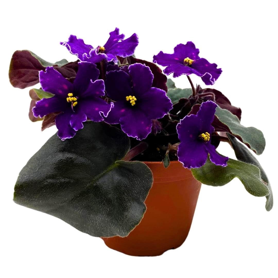 Harmony Foliage African Violet VaT in The Sky 4 inch Purple Flower with ...