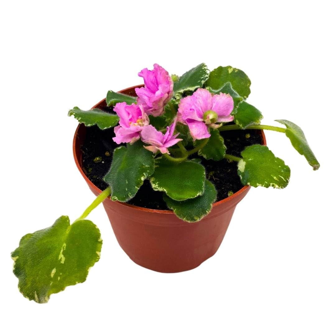 Harmony Foliage African Violet Variegated Irish Ruffles in a 4 inch Pot ...