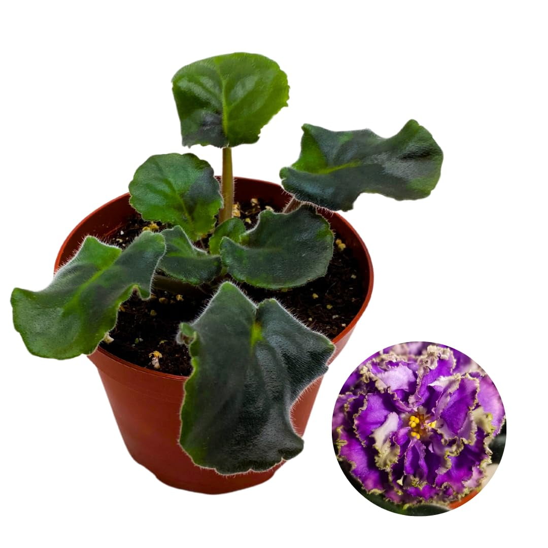 Harmony Foliage African Violet Water Sprite 4 inch Purple White Ruffle ...