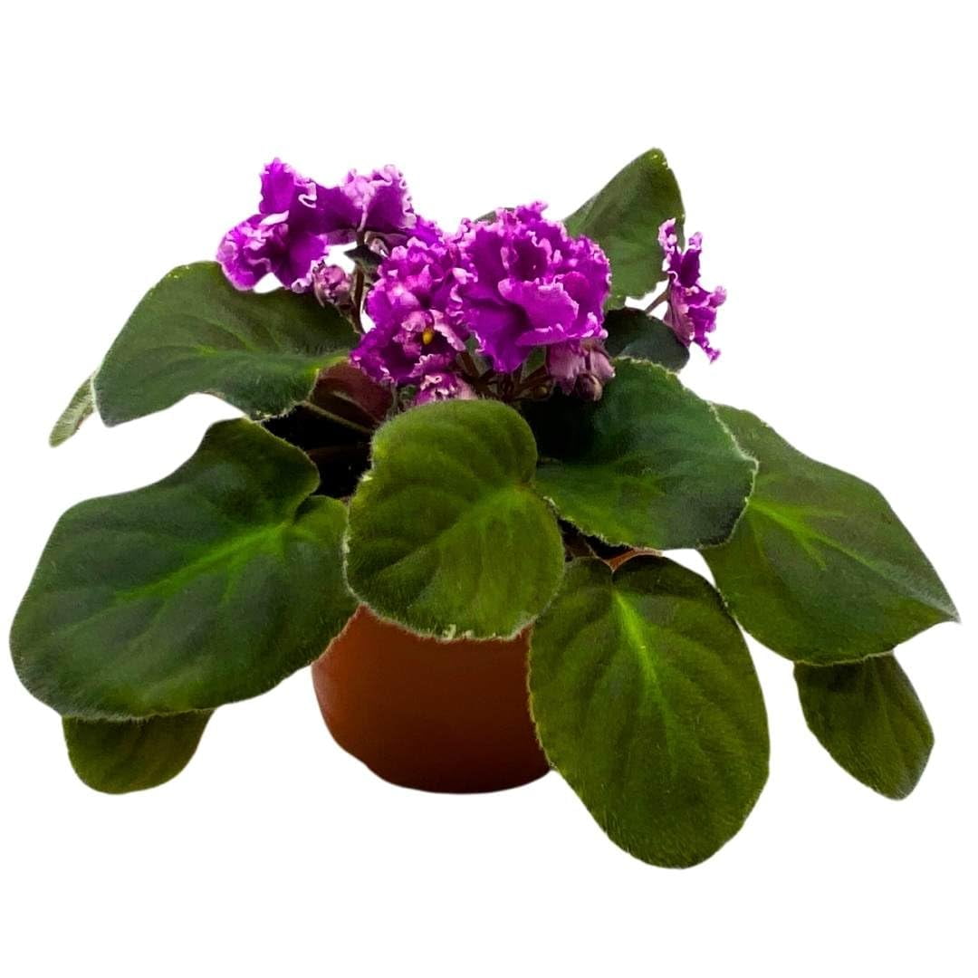 Harmony Foliage African Violet Wrangler's Boot Stompin' 4 inch ...