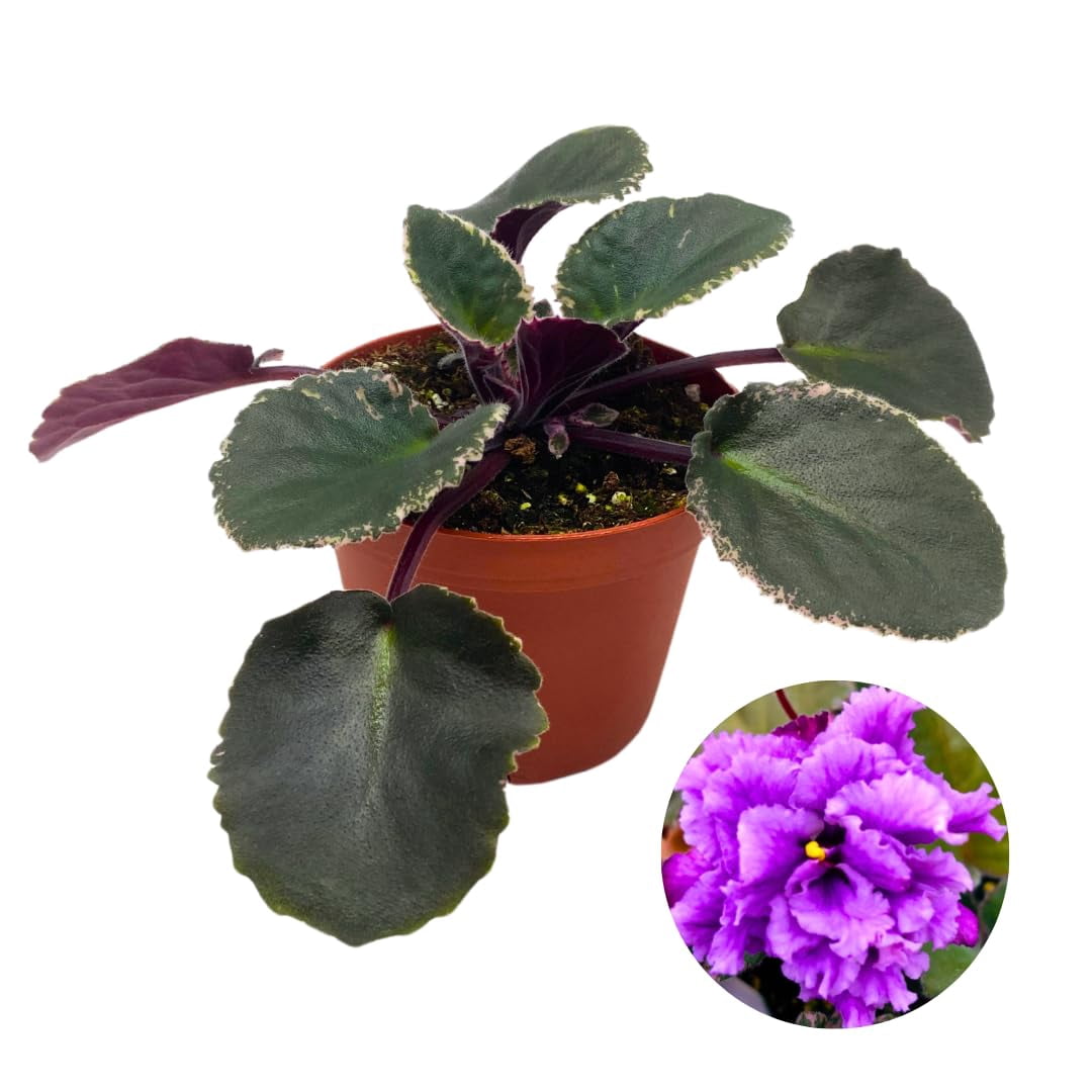 Harmony Foliage African Violet Wrangler's Winter Hawk Variegated 4 inch ...