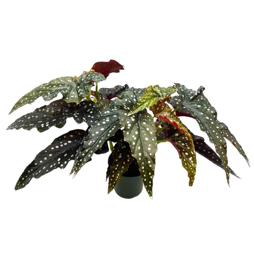 Harmony Foliage Angel Wing Cane Begonia Dark Forest 4 inch - Walmart.com