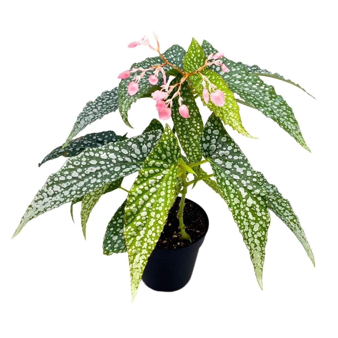 Harmony Foliage Angel Wing Cane Begonia Double Dot 4 inch - Walmart.com