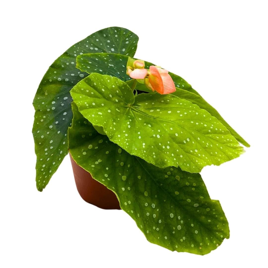 Harmony Foliage Angel Wing Cane Begonia Harmony's Fairy God Mother 4 ...