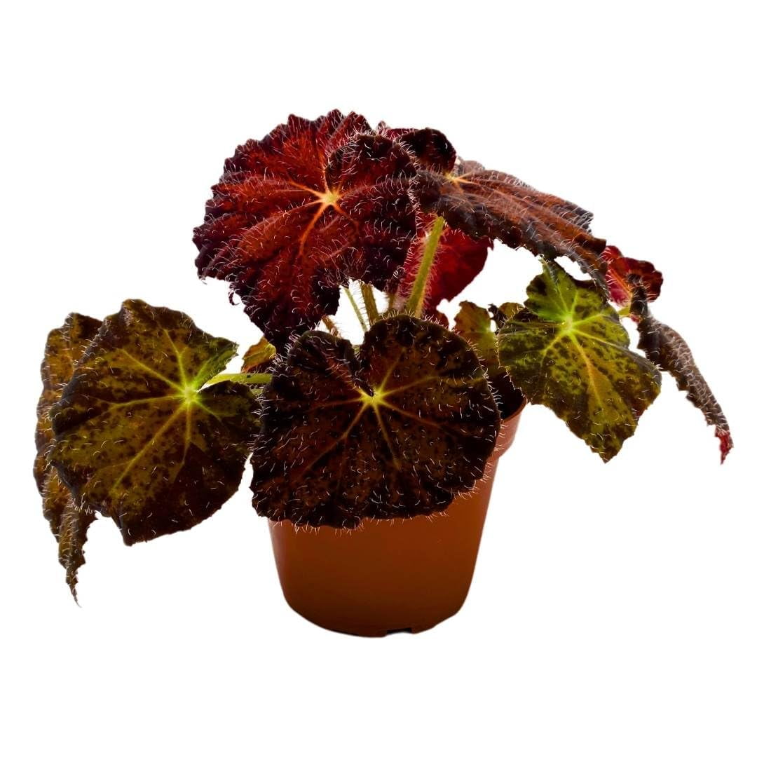 Harmony Foliage Begonia Brad Thompson 4 inch Rhizomatous - Walmart.com