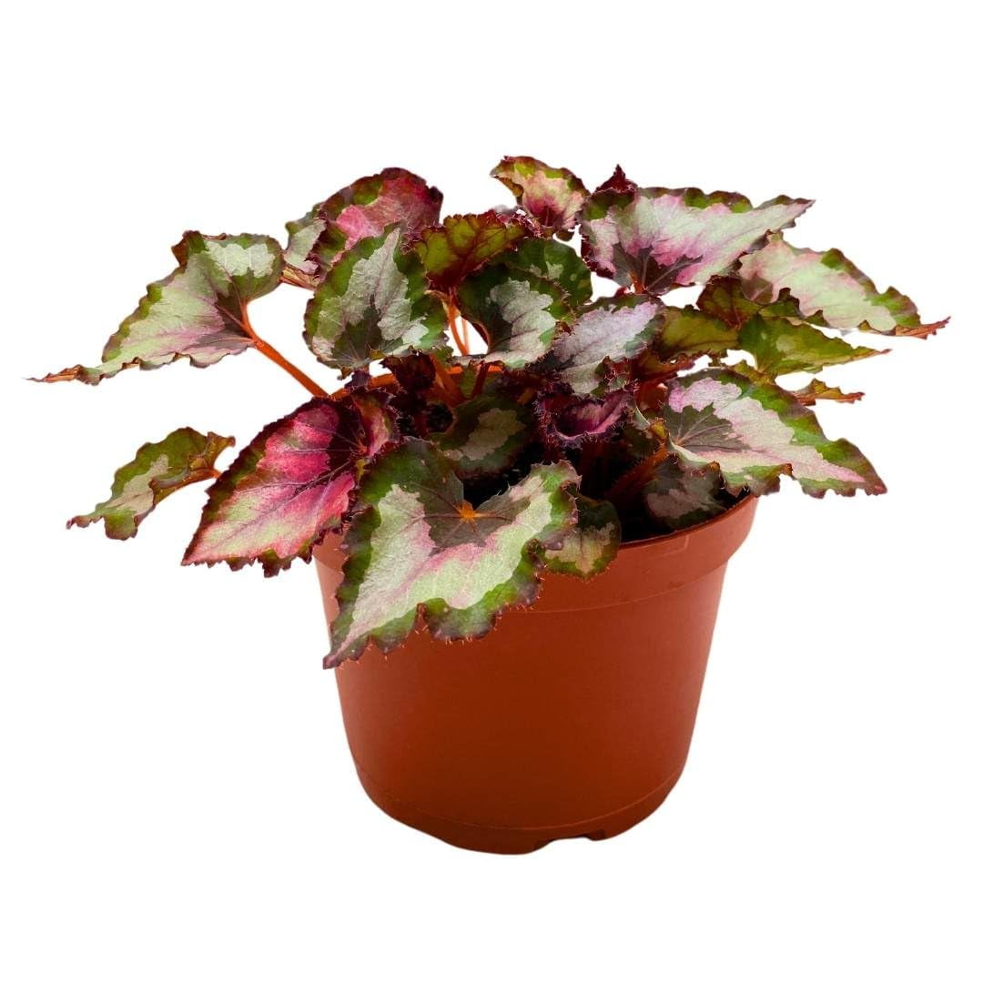 Harmony Foliage Begonia Curly Red Robin 6 inch Red Gray Curly - Walmart.com