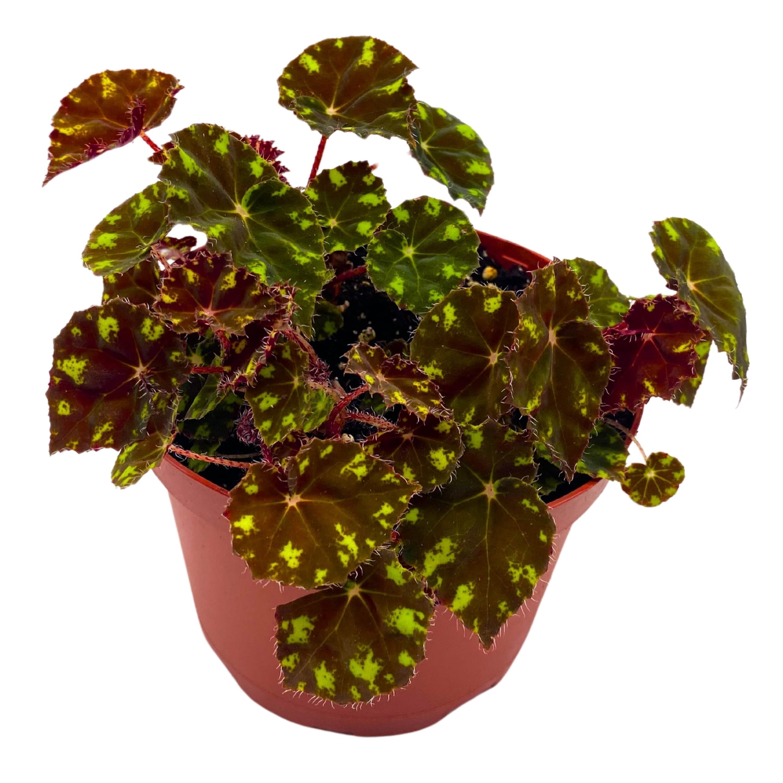 Harmony Foliage Begonia Kit Kat 6 inch Rhizomatous - Walmart Business ...