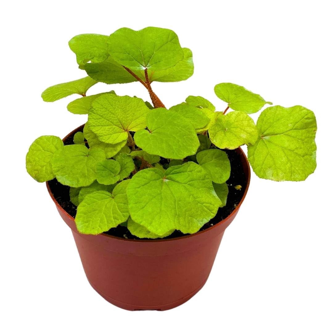 Harmony Foliage Begonia Paleata, 6 inch Green Large Leaf Rhizo ...