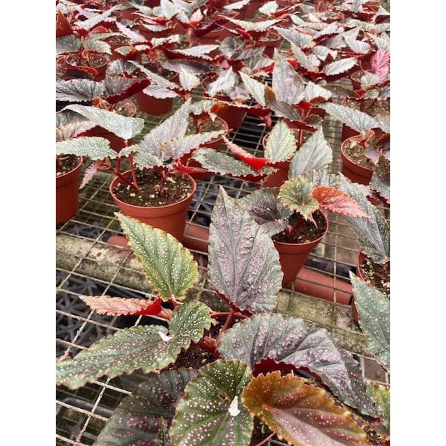 Harmony Foliage Begonia Pink Maculata Polka dot Angel Wing in 6 inch pots 12-Pack Bulk Wholesale ...