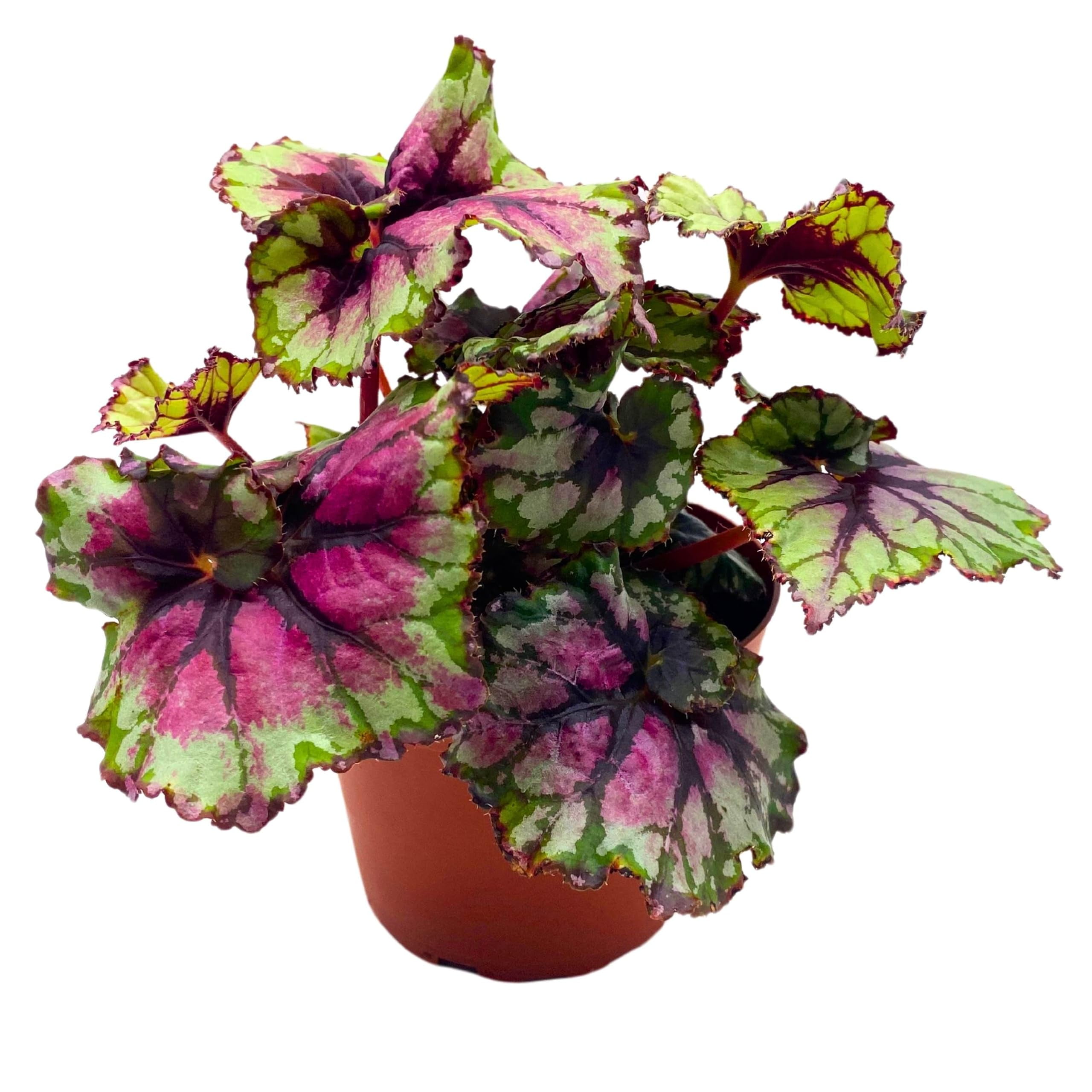 Harmony Foliage Begonia Rex Ballroom 4 inch - Walmart.com