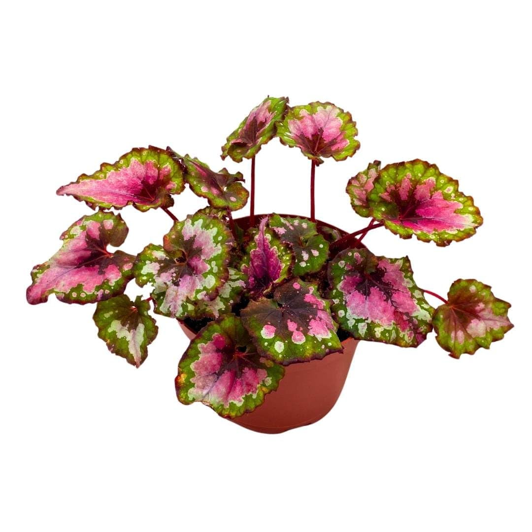 Harmony Foliage Begonia Rex Harmony's Vampire's Kiss, 4 inch Red Green ...