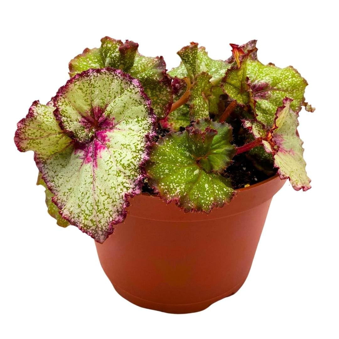 Harmony Foliage Begonia Rex Harmony's Very Raspberry, 6 inch Red White ...