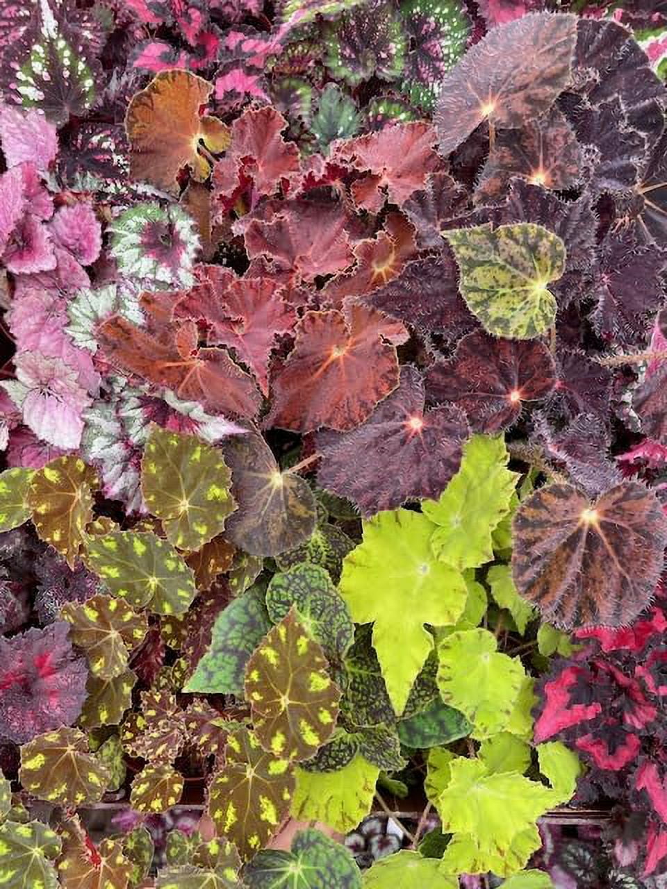 Harmony Foliage Begonia Rhizomatous Hybrids in 6 inch pots 12-Pack Bulk ...