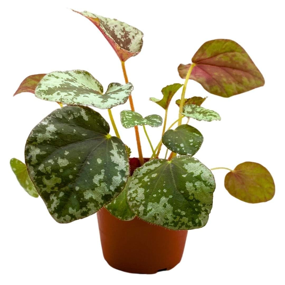 Harmony Foliage Begonia Sykakiengii Premium Rhizomatous Rare Species in ...